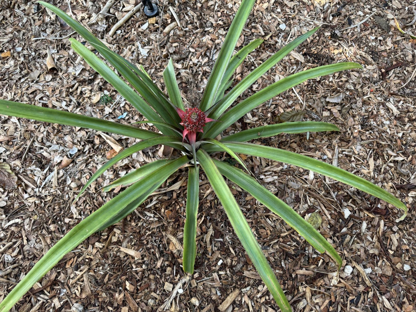 Ananas comosus 'Red Spanish' - pineapple | Fairchild Botanic Garden