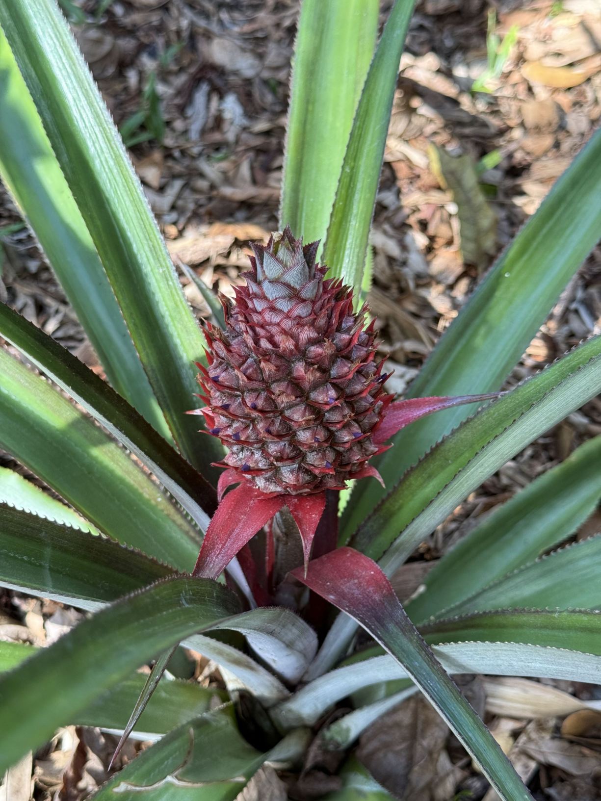 Ananas comosus 'Red Spanish' - pineapple | Fairchild Botanic Garden