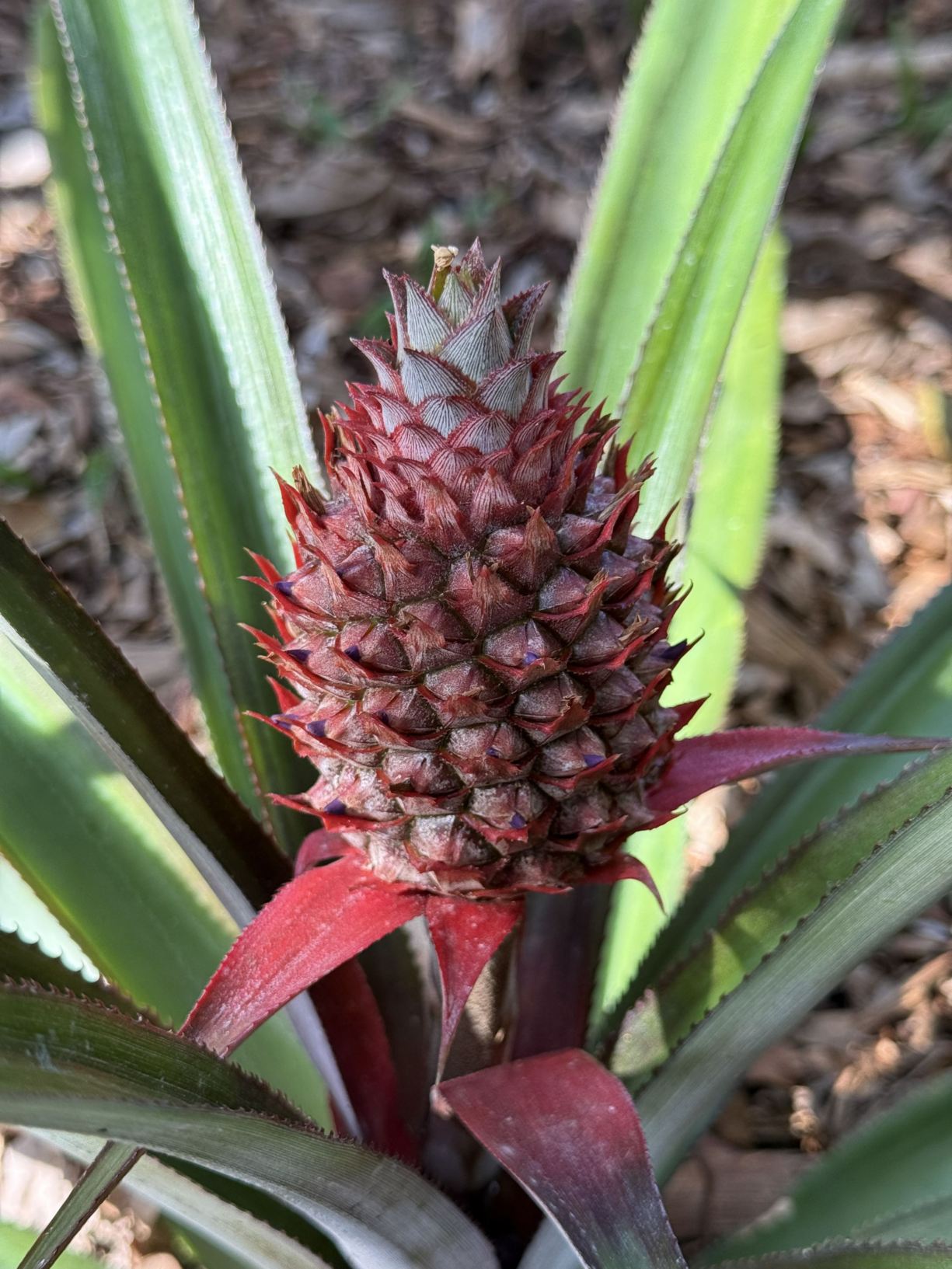 Ananas comosus 'Red Spanish' - pineapple | Fairchild Botanic Garden